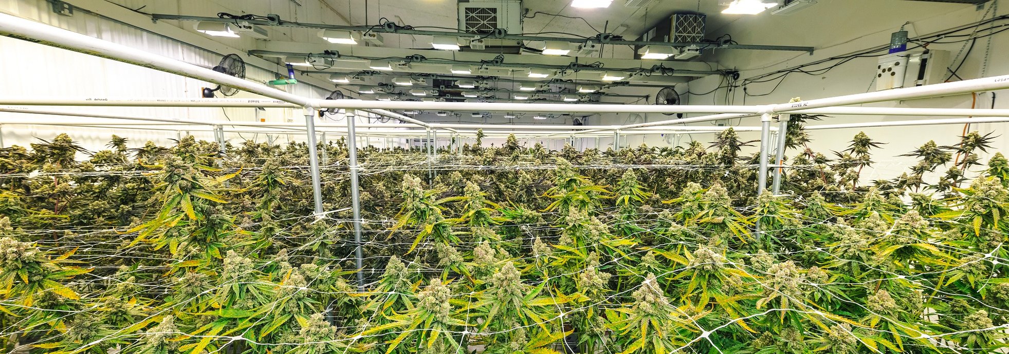 Things to Know Before Building a Cannabis Cultivation Facility